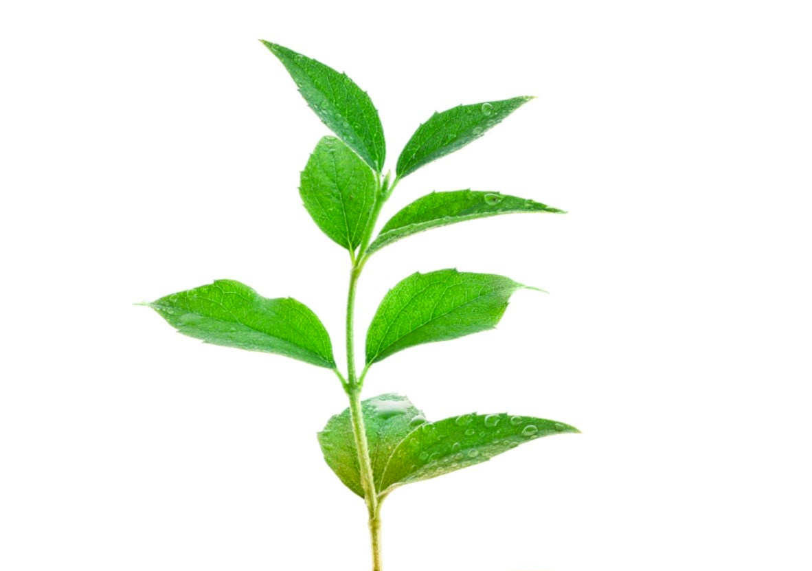 Nurturing Seeds or Why Knowing too much can limit Healing – THE WALKING ...