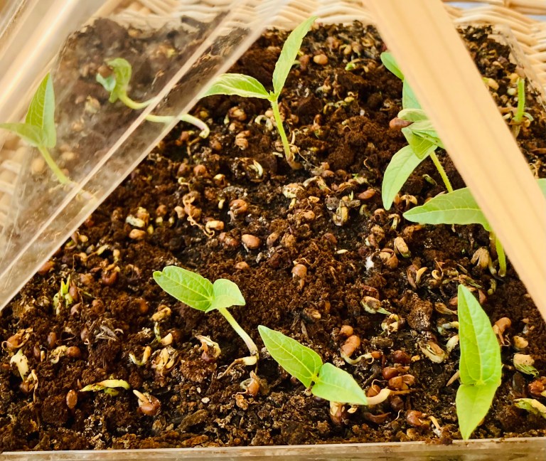 What is a Growth Mindset? – THE WALKING GURU